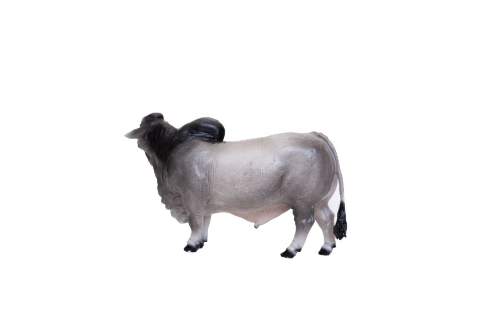 Little Buster Brahman Bull – Leanin' Pole Arena